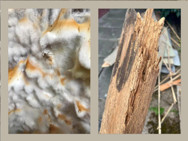 Wet Rot vs Dry Rot - Preservit Ltd